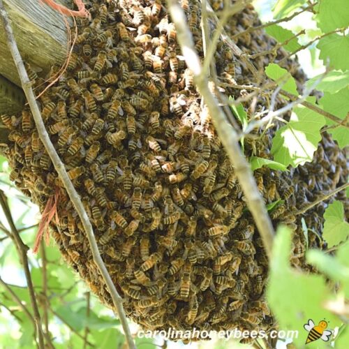 How to Catch a Swarm of Bees- Carolina Honeybees
