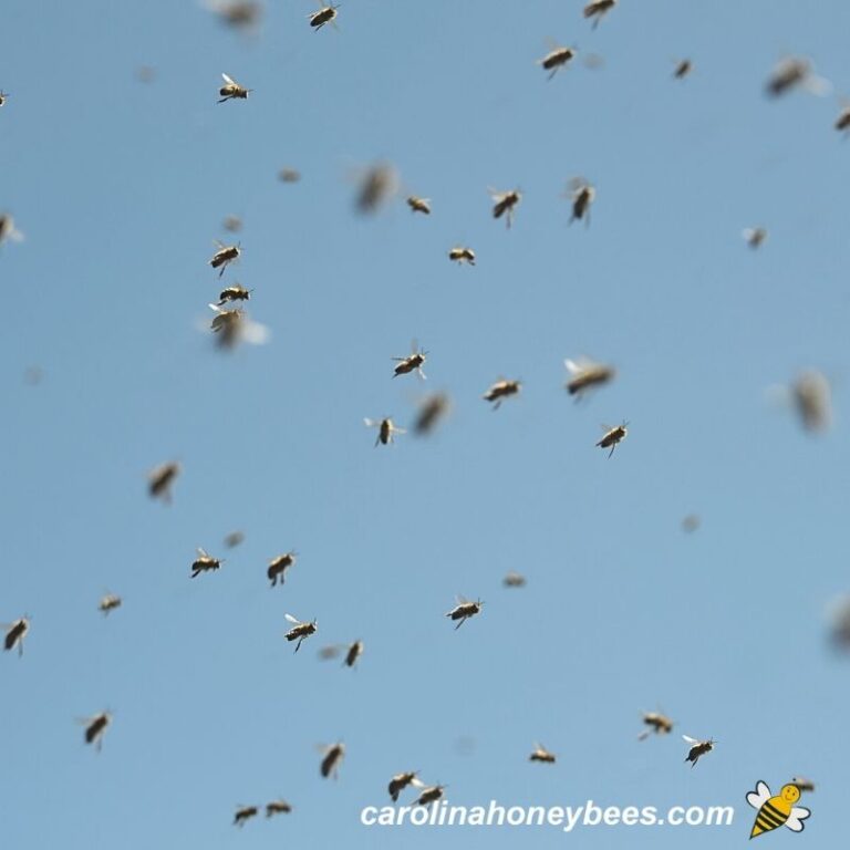 Why do Honey Bees Swarm in Fall? - Carolina Honeybees