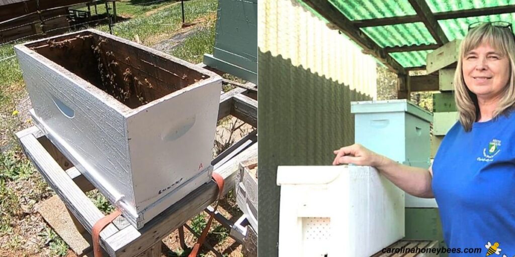 What is a Beekeeping Nuc? - Carolina Honeybees