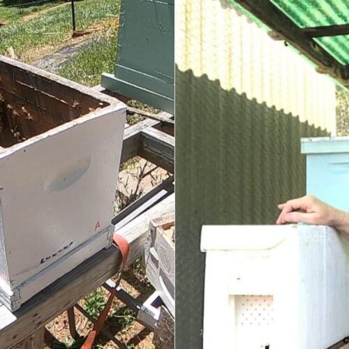 A Bee Nuc for a New Hive - Carolina Honeybees