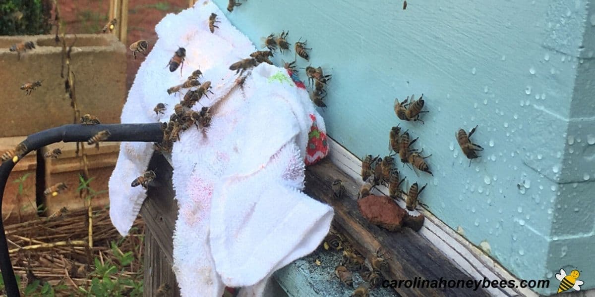 How to Use Oxalic Acid for Bees - Carolina Honeybees