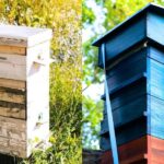 Types of Beehives (The Best for Your Bees) - Carolina Honeybees