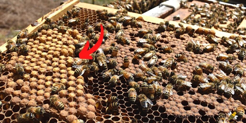 Honey Bee Drones: Why They are Important- Carolina Honeybees