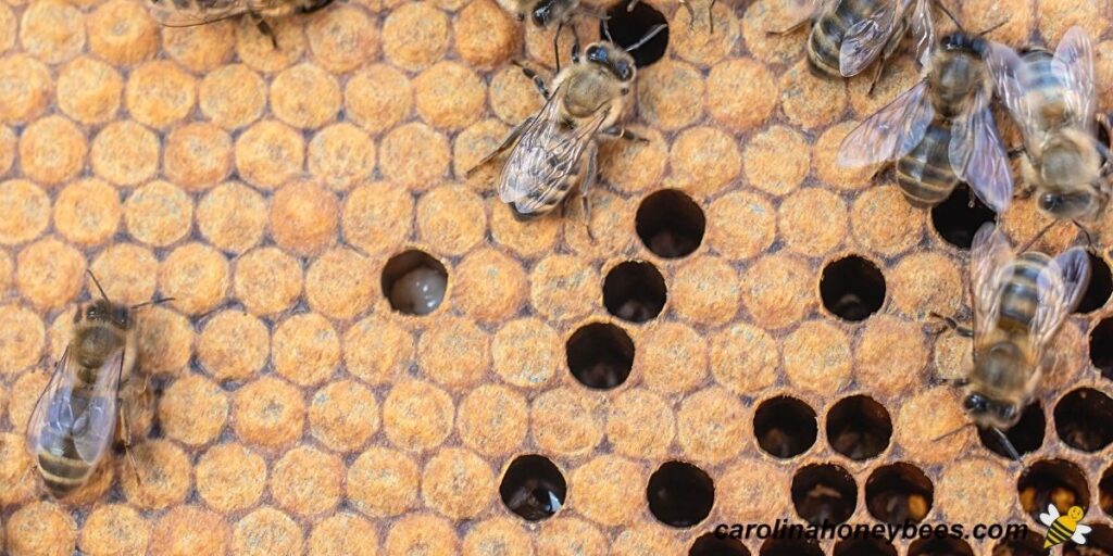 The Hidden World of Baby Bees- Carolina Honeybees