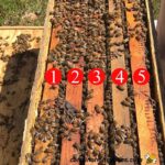 Installing a Nuc into a Hive (Step by Step)- Carolina Honeybees