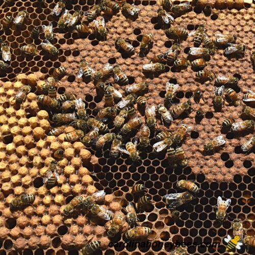 What is a Good Brood Pattern in a Hive?- Carolina Honeybees
