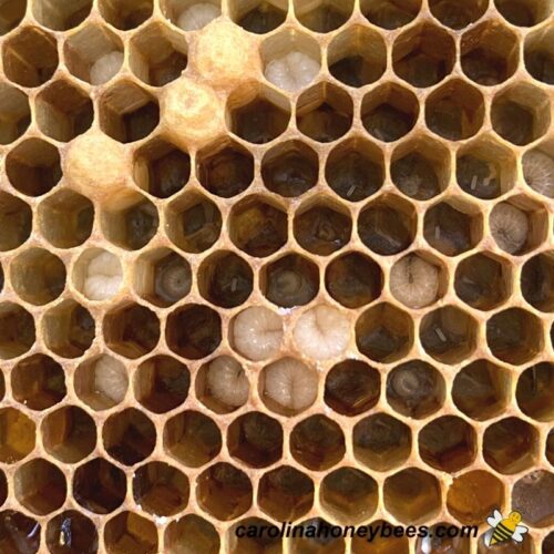 Why Red Maple Trees are Important to Bees - Carolina Honeybees