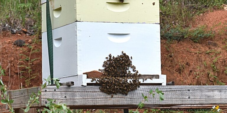 Bee Bearding: What Does it Mean?- Carolina Honeybees