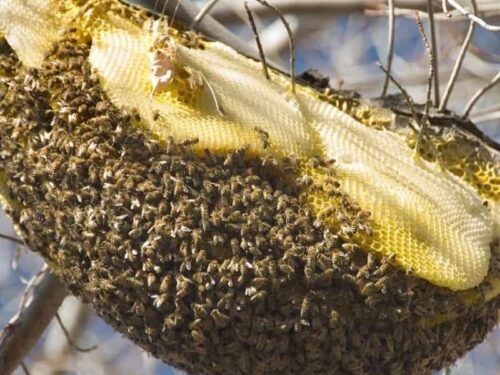 What is a Beehive?- Carolina Honeybees