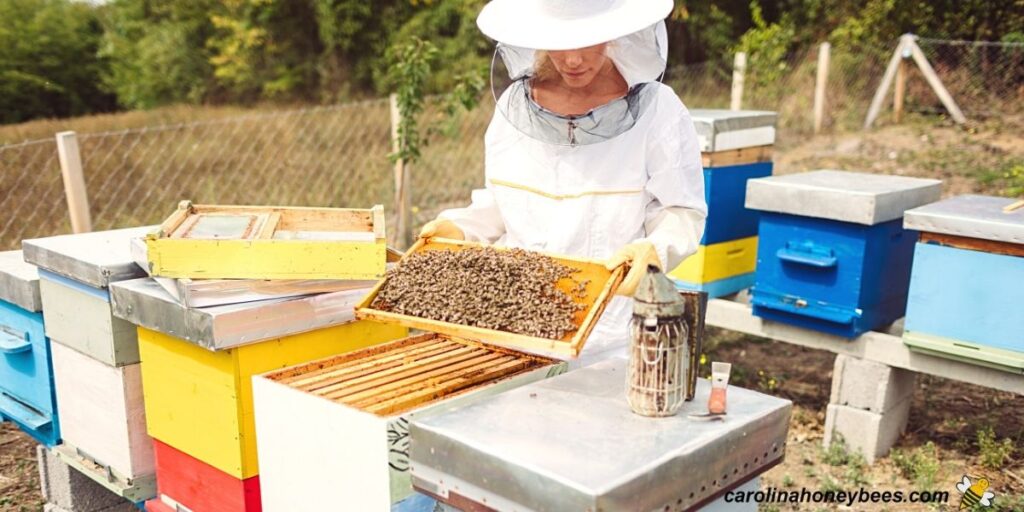 Famous Beekeepers: Yesterday & Today- Carolina Honeybees