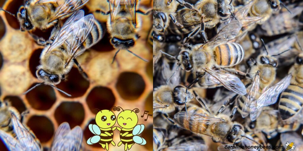 Bee Dances: Why they Waggle?- Carolina Honeybees