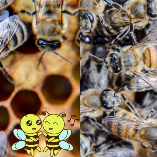 Honey Bee Dance :Why Bees Waggle? - Carolina Honeybees