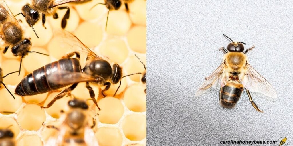 How Do Bees Reproduce? - Carolina Honeybees