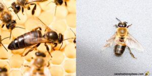 How Do Bees Reproduce? - Carolina Honeybees