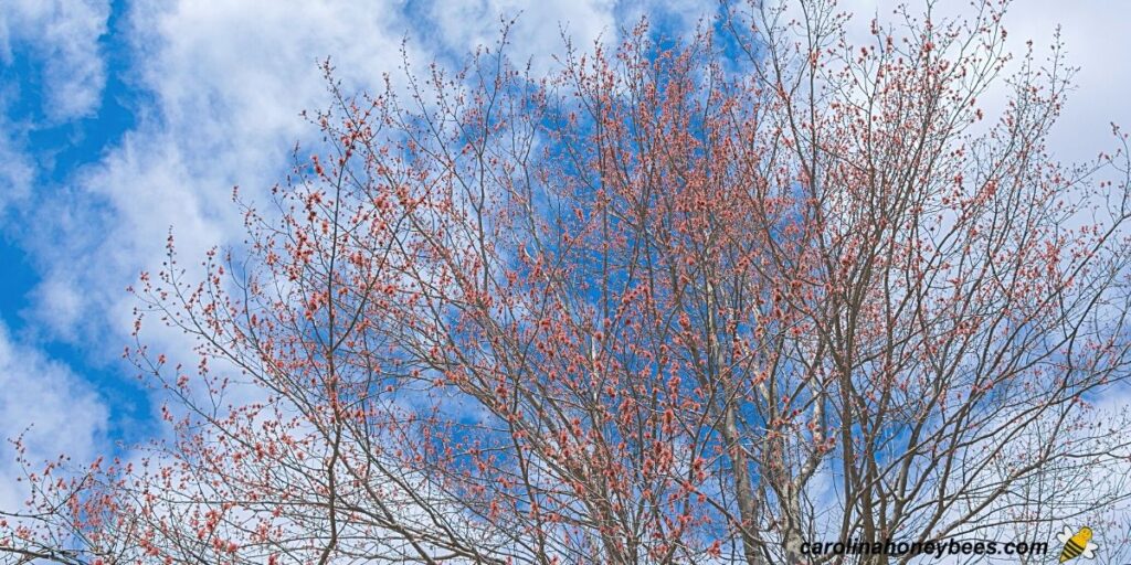 Why Red Maple Trees are Important to Bees - Carolina Honeybees