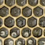 How do Bees Reproduce? - Carolina Honeybees