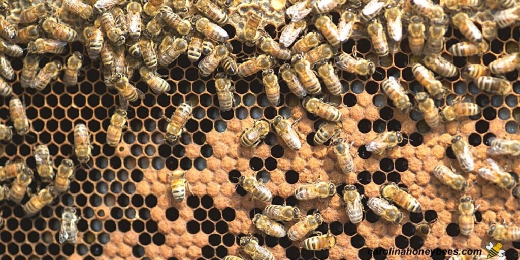 How Do Bees Reproduce? - Carolina Honeybees