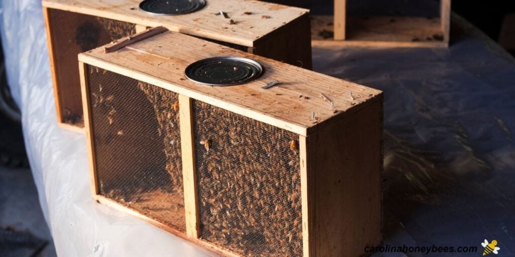 Buying Package Bees: Essential Tips !- Carolina Honeybees