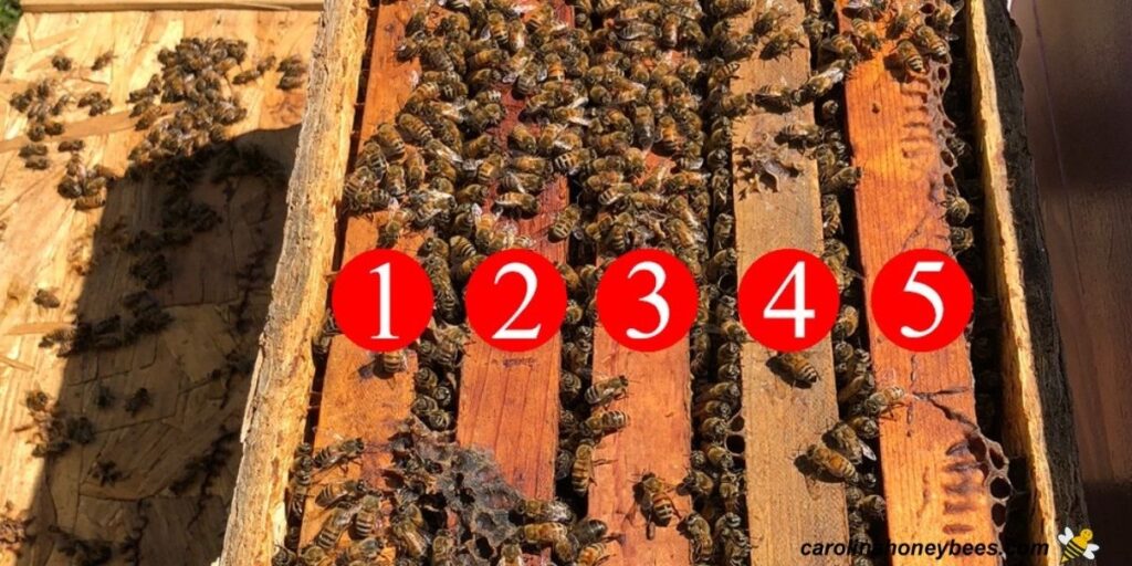 Buying a Nuc of Bees: Pros & Cons- Carolina Honeybees