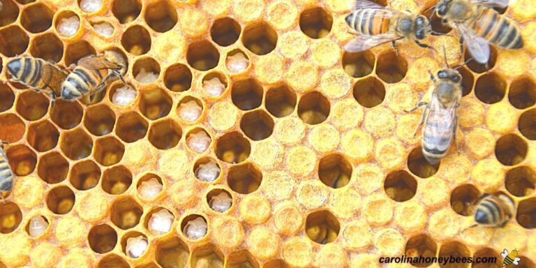 Bee Brood -How to Identify- Carolina Honeybees