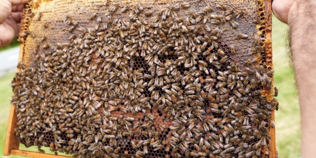 What Is American Foulbrood & How Common Is It?- Carolina Honeybees