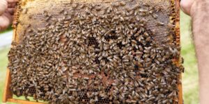 American Foulbrood in Honey Bees- Carolina Honeybees