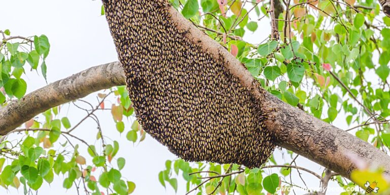 How do Bees Reproduce? - Carolina Honeybees