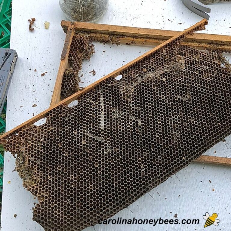 How to Install Wax Foundation in Frames- Carolina Honeybees