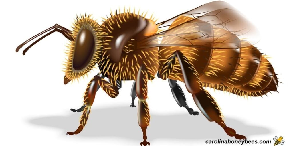 The Parts of a Bee - Carolina Honeybees