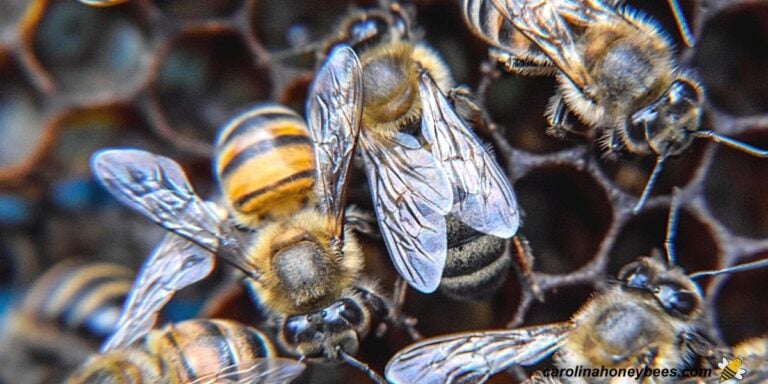 Bee Dances: Why they Waggle?- Carolina Honeybees