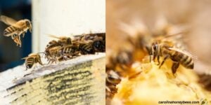 When to Add A Honey Super to Your Hive - Carolina Honeybees