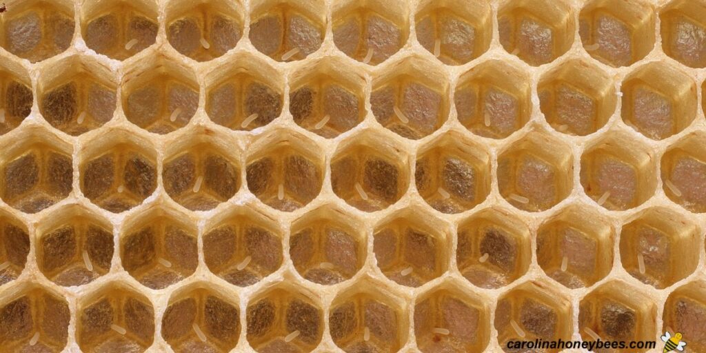 Bee Brood -How to Identify- Carolina Honeybees