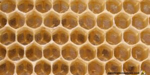 Bee Brood -How to Identify- Carolina Honeybees