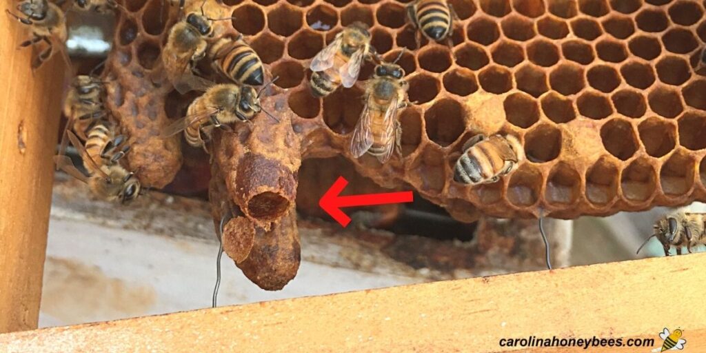 Queen Cells in the Beehive: Why They Happen- Carolina Honeybees