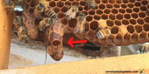 Queen Cells in the Beehive: Why They Happen- Carolina Honeybees