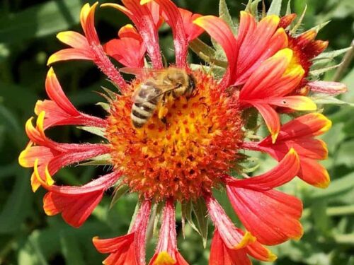 Why Honey Is Not Bee Vomit - What You Should Know- Carolina Honeybees