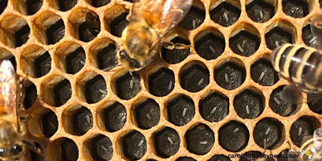 The Queenless Hive: Diagnosis & Fixing It - Carolina Honeybees