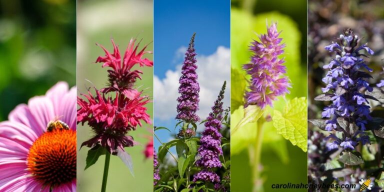 Top Perennial Flowers for Bees - Carolina Honeybees