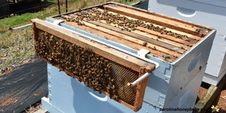 Tips for Proper Beehive Management - Carolina Honeybees