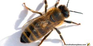 Why Are Honey Bees Different Colors? - Carolina Honeybees