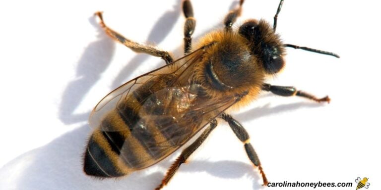 Why Are Honey Bees Different Colors? - Carolina Honeybees