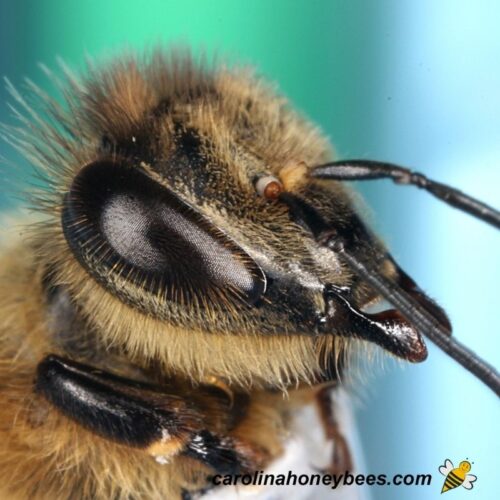 Parts of a Bee {Guide to Bee Anatomy} - Carolina Honeybees