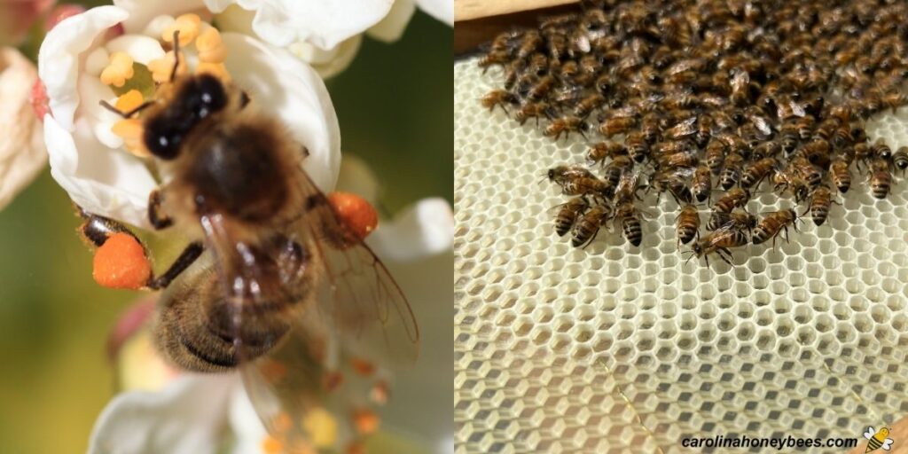 The Parts of a Bee - Carolina Honeybees