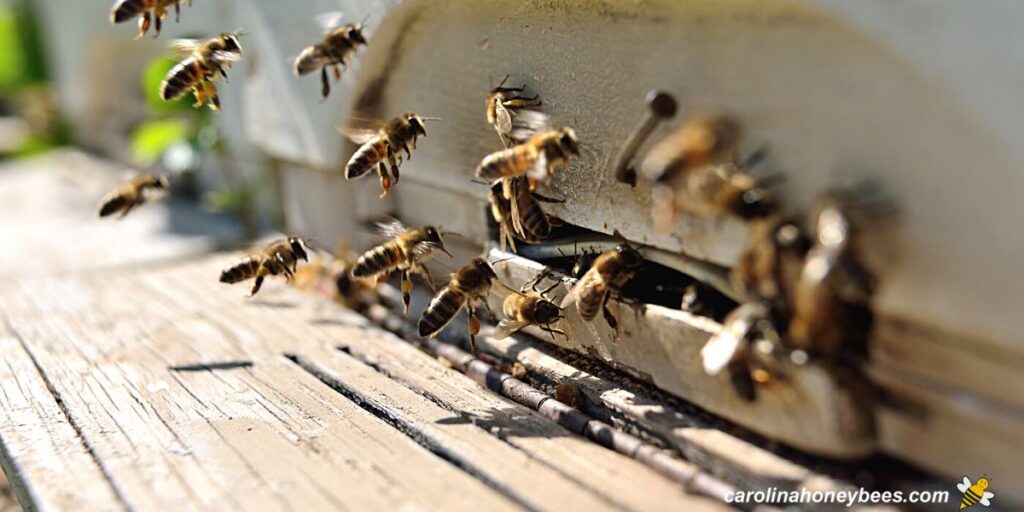 How Do Bees Reproduce? - Carolina Honeybees