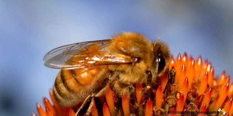 How Do Bees Fly?- Carolina Honeybees