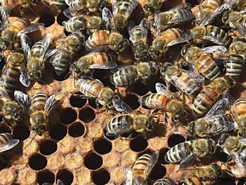Why Are Honey Bees Different Colors? - Carolina Honeybees