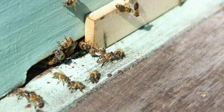 Keep Package Bees from Leaving the Hive - Carolina Honeybees