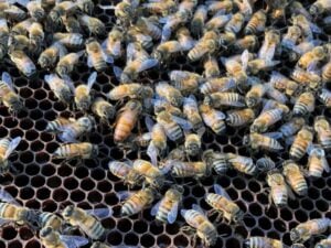 Fix Laying Workers in a Beehive- Carolina Honeybees