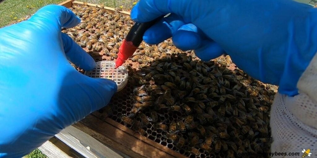 How to Mark a Queen Bee Safely- Carolina Honeybees