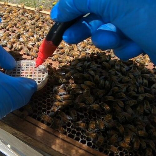 How to Mark a Queen Bee: Quick Tips - Carolina Honeybees